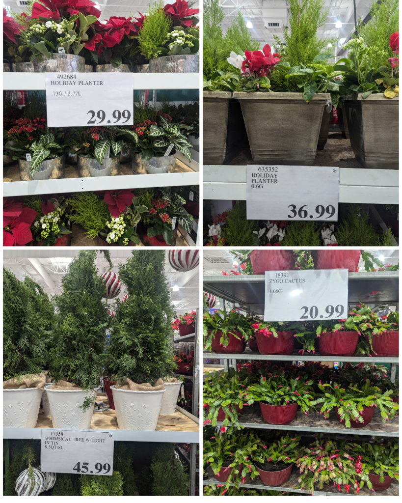 Costco Prices 2024 ~ Fresh Cut Christmas Trees (small), Wreaths ...